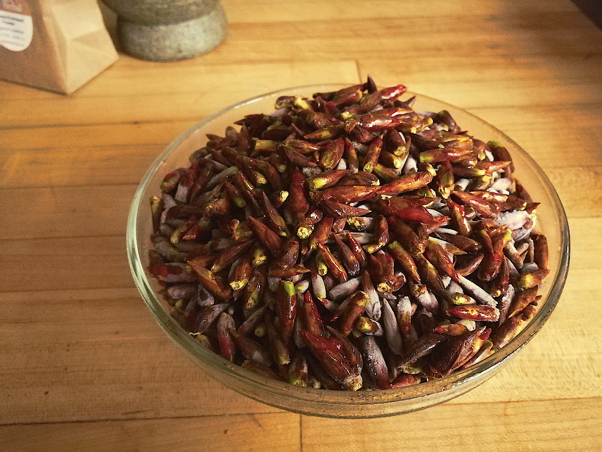 Wild Balm of Gilead (Balsam Poplar, Cottonwood bud) • Carpenter's Herbal
